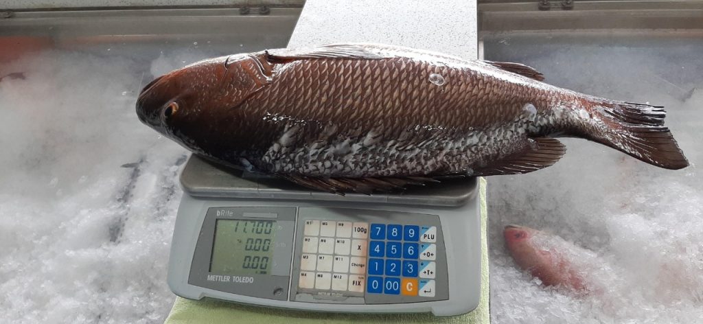 Carenage Fishing Centre (CFC) - Caribbean Fisheries Training and ...